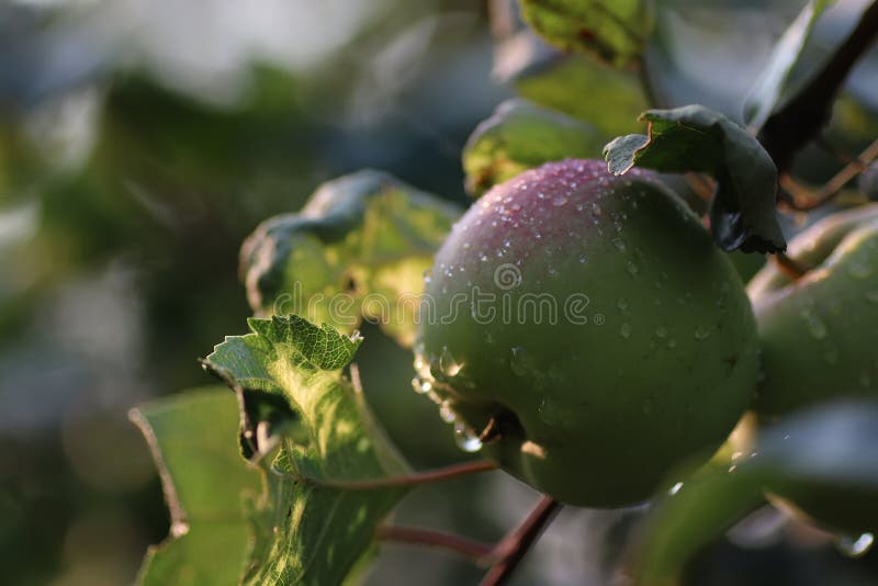 Apple fruit on tree branch stock image. Image of fruit - 78271277