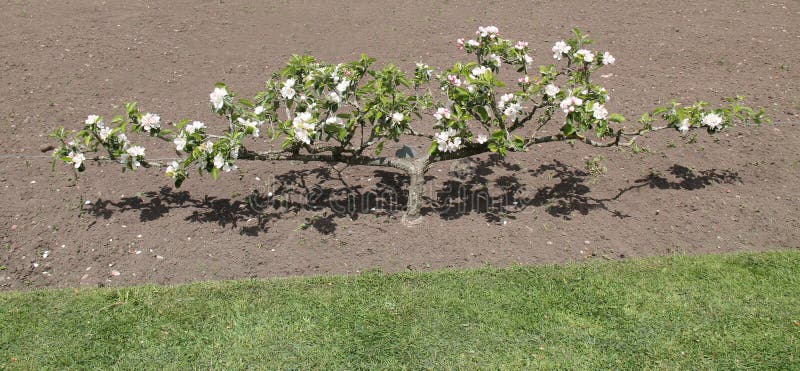 Apple Fruit Tree. stock photo. Image of crop, branch - 78387134