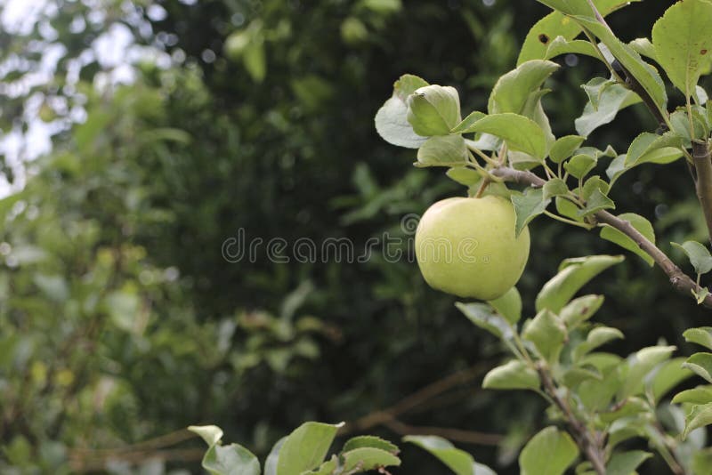 Java Apples or Rose Apples 3 Stock Image - Image of eugenia, botany ...