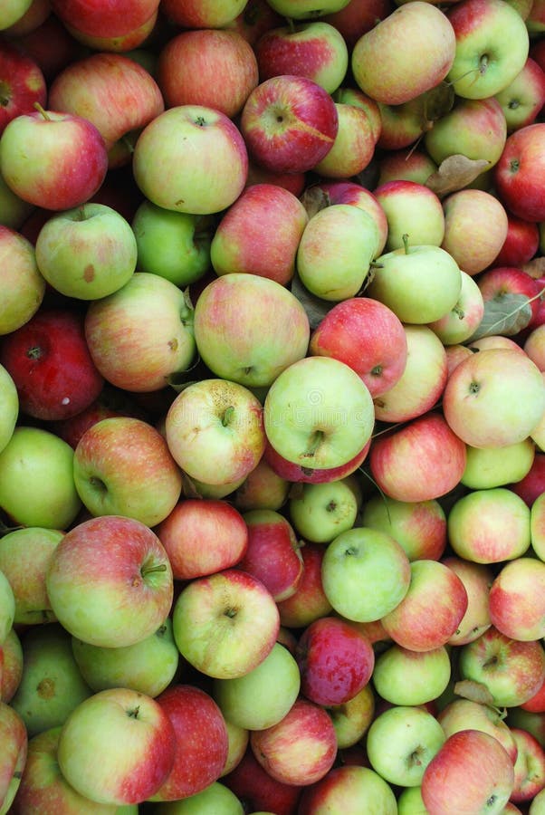 Apple fruits stock photo. Image of grocery, fruit, freshness - 31231492