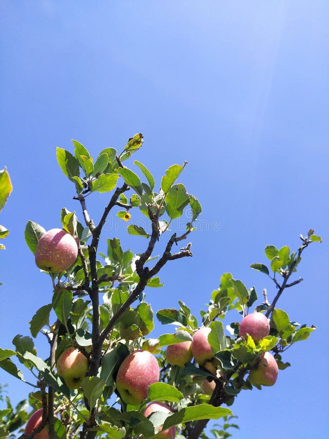 Apple Fruits Tree stock image. Image of spring, plant - 206297023