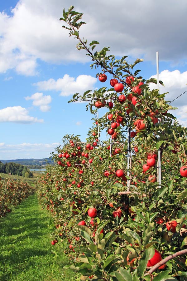 Apple garden stock image. Image of choice, gourmet, growing - 10705921