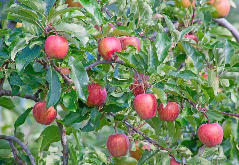 Apple garden stock photo. Image of apple, biology, fruit - 25420778