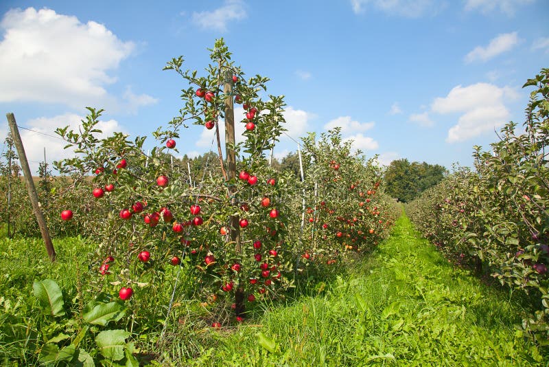 Apple garden stock image. Image of grow, growing, farm - 25511209