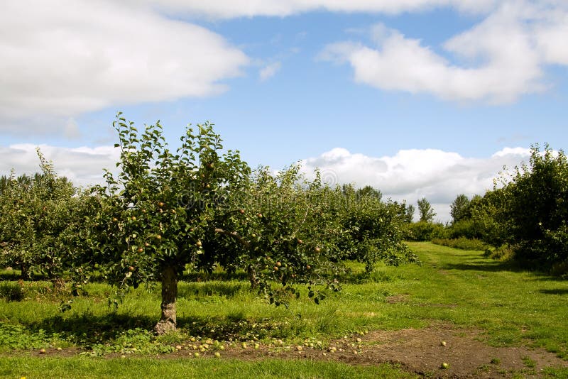 Apple garden stock image. Image of sunny, cloud, green - 5730219