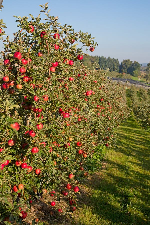 Apple garden stock photo. Image of green, farm, horticulture - 168450450