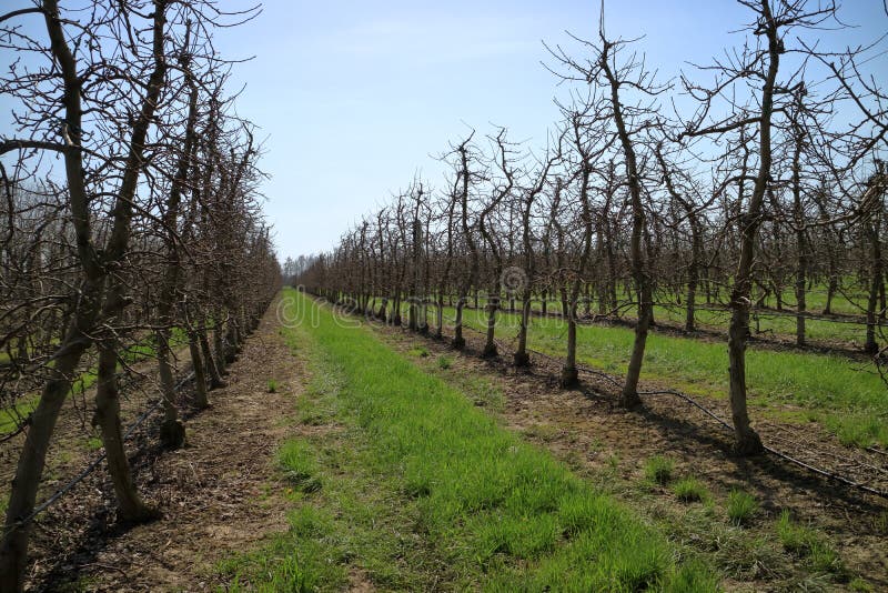 Apple garden in the spring stock image. Image of malic - 189305519