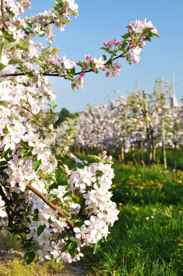 Apple garden blossom stock image. Image of farm, green - 141409291