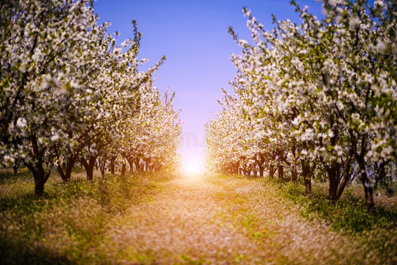 Apple Garden, Blossom on Tree, Spring Time Stock Image - Image of ...