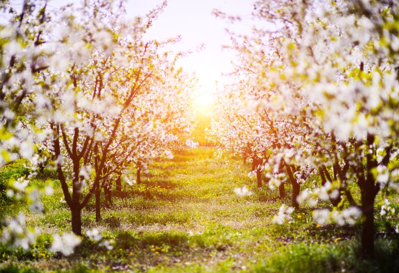 Apple Garden, Blossom on Tree, Spring Time Stock Image - Image of ...