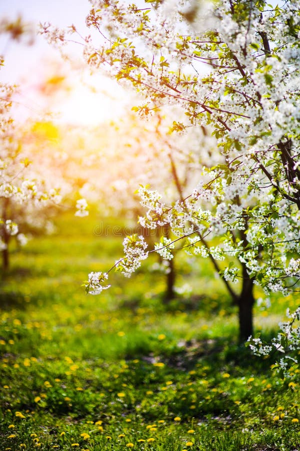 Apple Garden, Blossom on Tree, Spring Time Stock Image - Image of ...