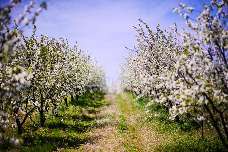 Apple Garden, Blossom on Tree, Spring Time Stock Photo - Image of ...