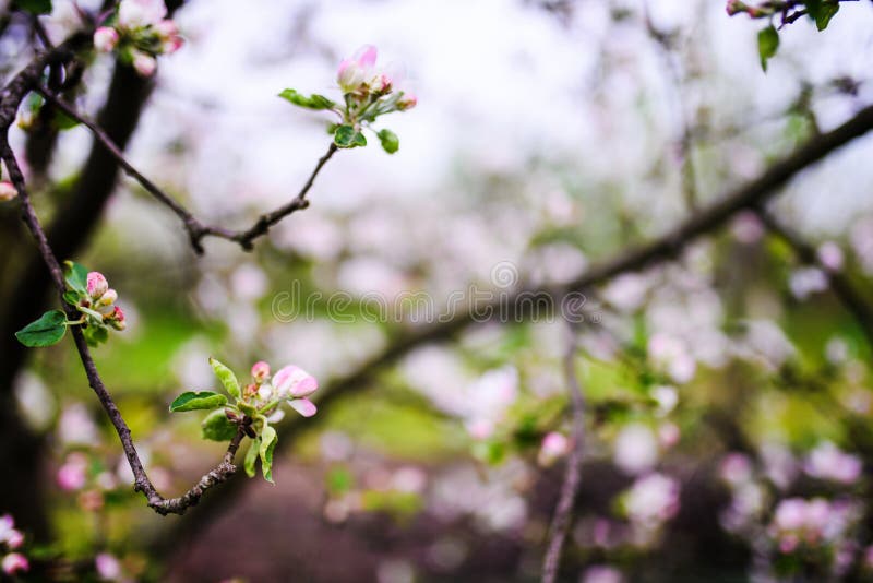 Apple Garden, Blossom on Tree, Spring Time Stock Image - Image of ...