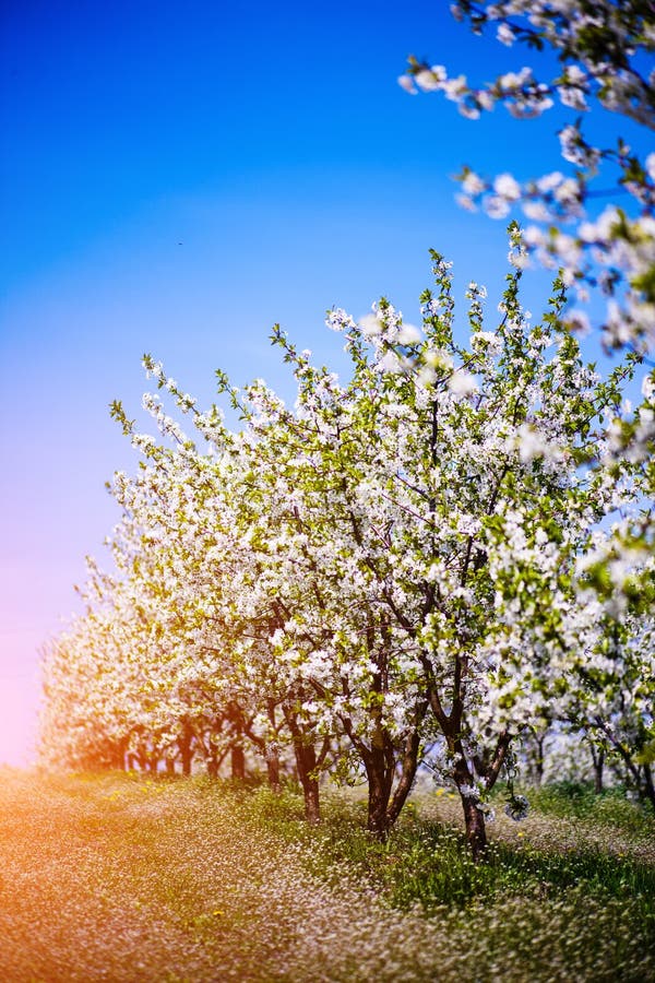 Apple Garden, Blossom on Tree, Spring Time Stock Image - Image of ...