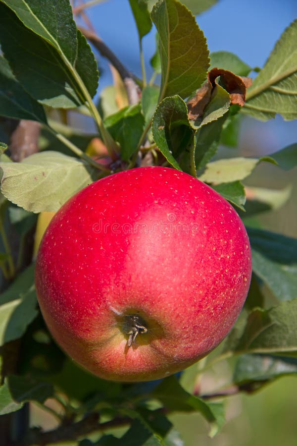Apple garden stock image. Image of choice, fresh, branch - 42027541
