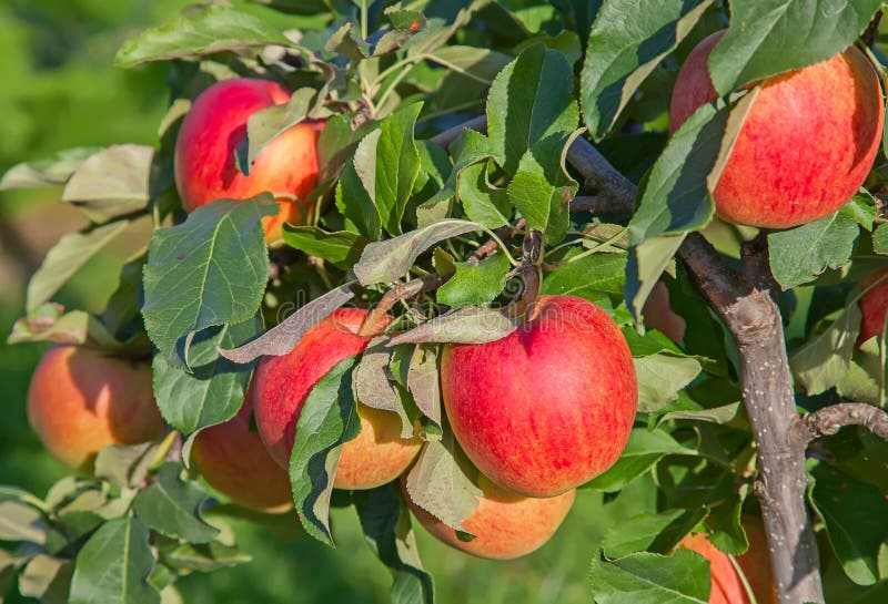 Apple garden stock image. Image of growing, garden, color - 53332453