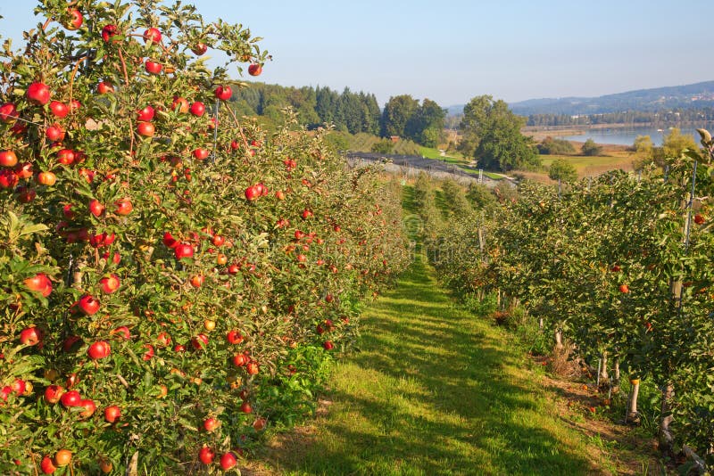 Apple garden stock image. Image of growing, fresh, agriculture - 159737737