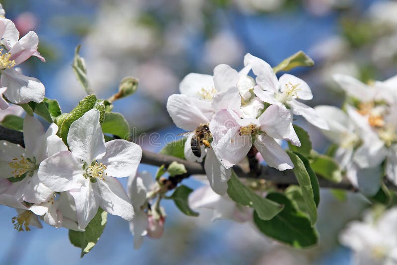 Apple garden in spring stock image. Image of fresh, macro - 8294815