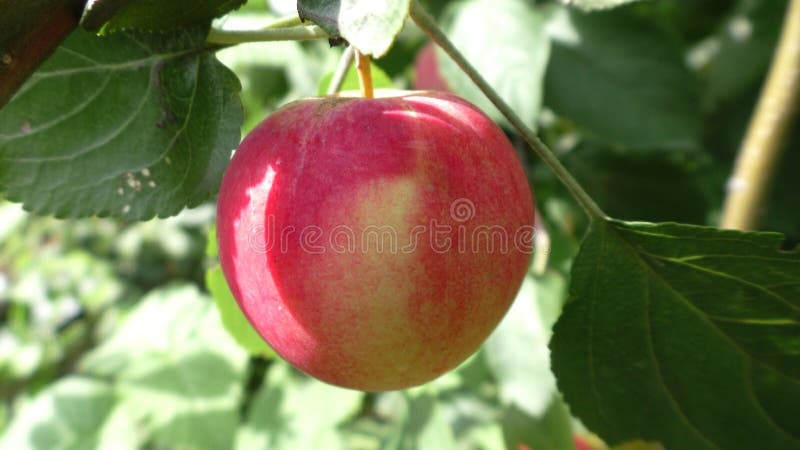 Apple Garden Vegetable Garden Red Apple Stock Image - Image of design ...