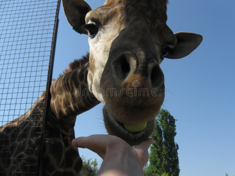 An apple for the giraffe stock photo. Image of apple - 158356414