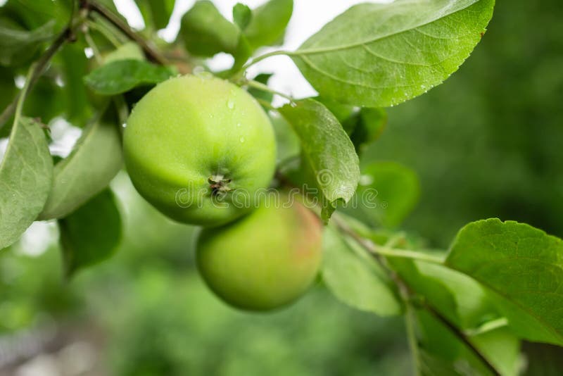 Apple, Green Apple, Drop on Apple,apple on the Tree, Apples Stock Photo ...