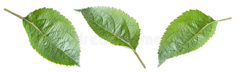 Apple Green Leaves Isolated on White Background. Clipping Path Stock ...