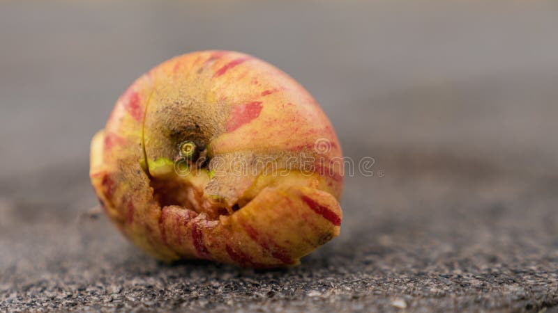 An apple on the ground stock image. Image of diet, apple - 212725127