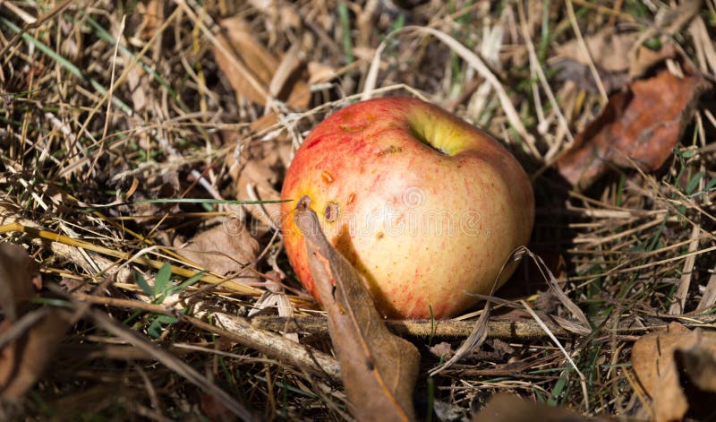 Apple on the Ground in Nature Stock Image - Image of nature, summer ...