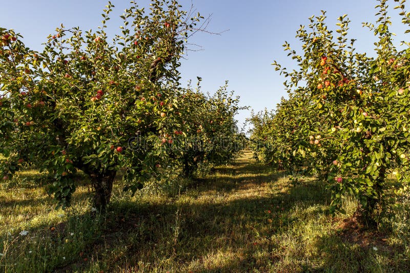 Apple Grove. a Row of Trees with Apples on the Branches Stock Image ...