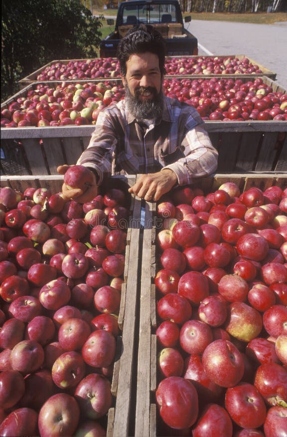 Apple grower editorial image. Image of growing, apple - 26252835