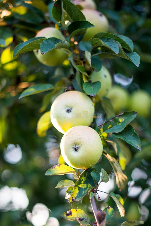 Apples growing stock photo. Image of natural, farming - 43260306