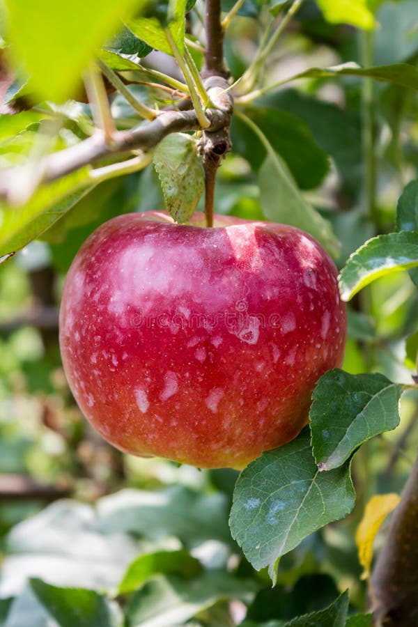 Apple stock image. Image of natural, garden, agriculture - 39875173