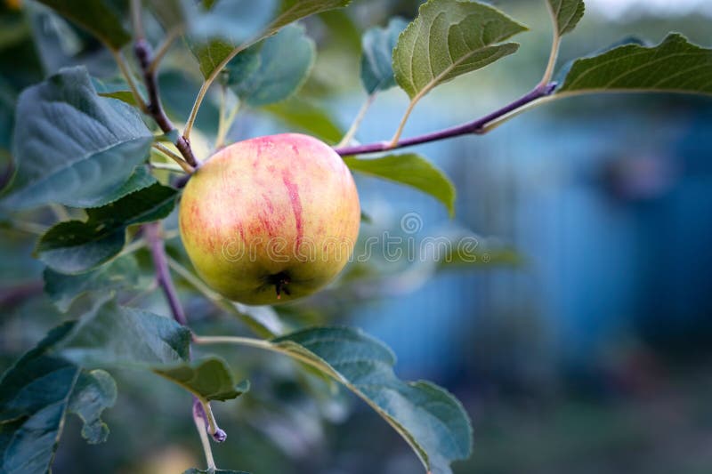 Apple Growing on a Tree in the Garden, Blue Bokeh Bg Stock Image ...