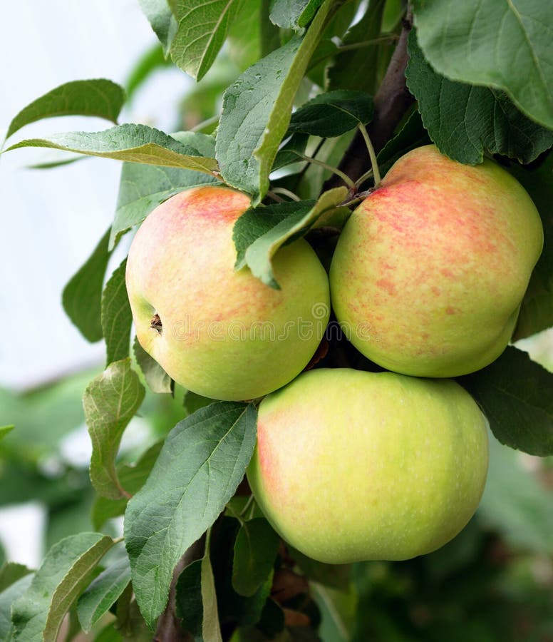 Apple growing on tree stock image. Image of foliage - 169621037