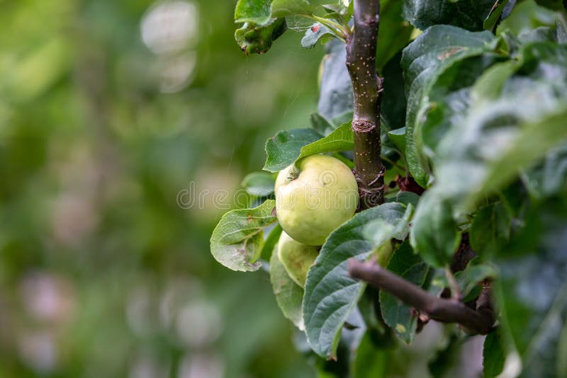 An Apple Growing on a Tree in the Summer Sunshine Stock Image - Image ...