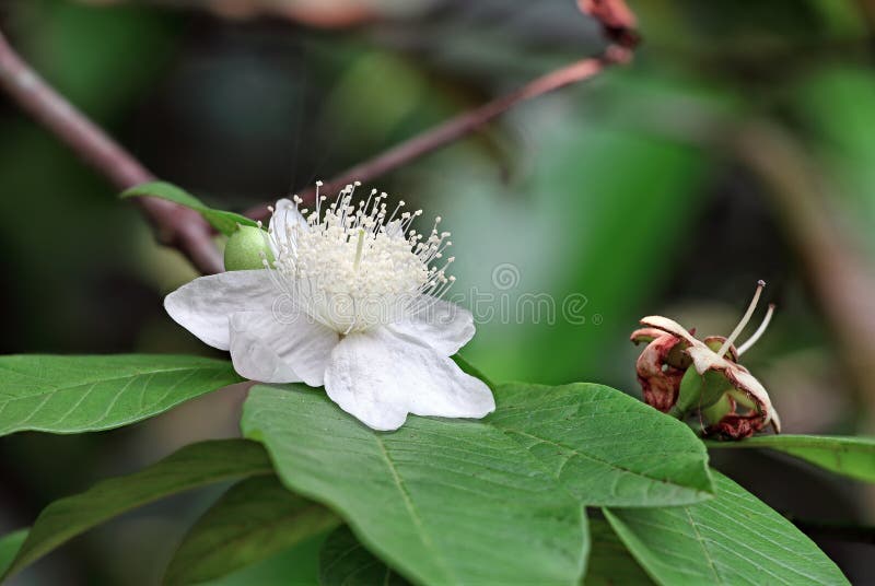 Apple Guava Tree in Bloom stock image. Image of growing - 106778685