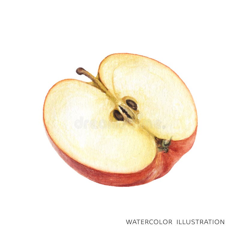 Apple Half Hand Drawn Watercolor Illustration Isolated on White ...