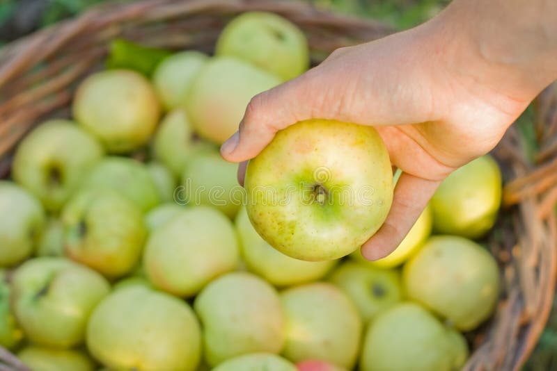 Apple in the hand stock photo. Image of concepts, eating - 11732806