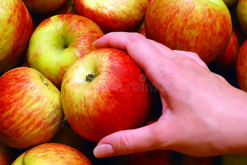 Apple in Hand stock photo. Image of fruits, holding, health - 11840320