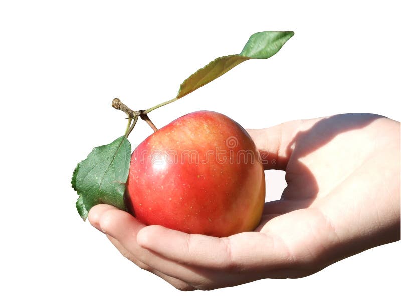 Apple in hand stock image. Image of people, gastronomy - 16548255
