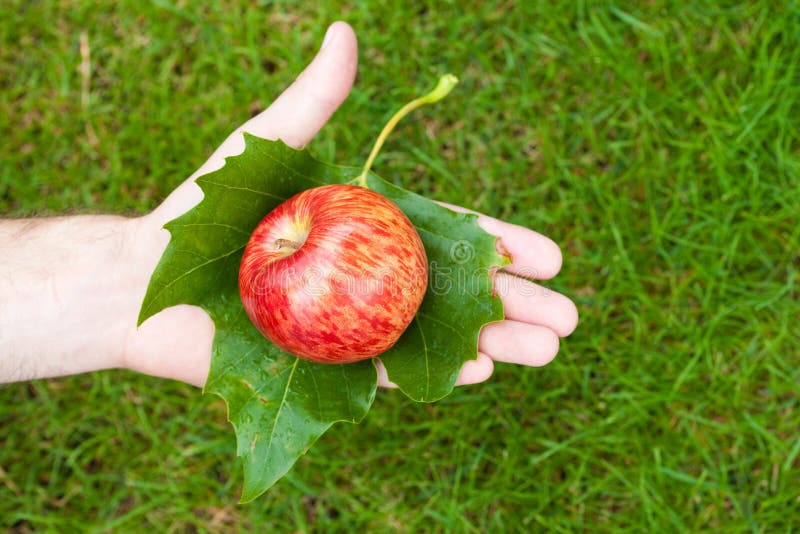 Apple in hand stock photo. Image of food, fresh, abundance - 16737996