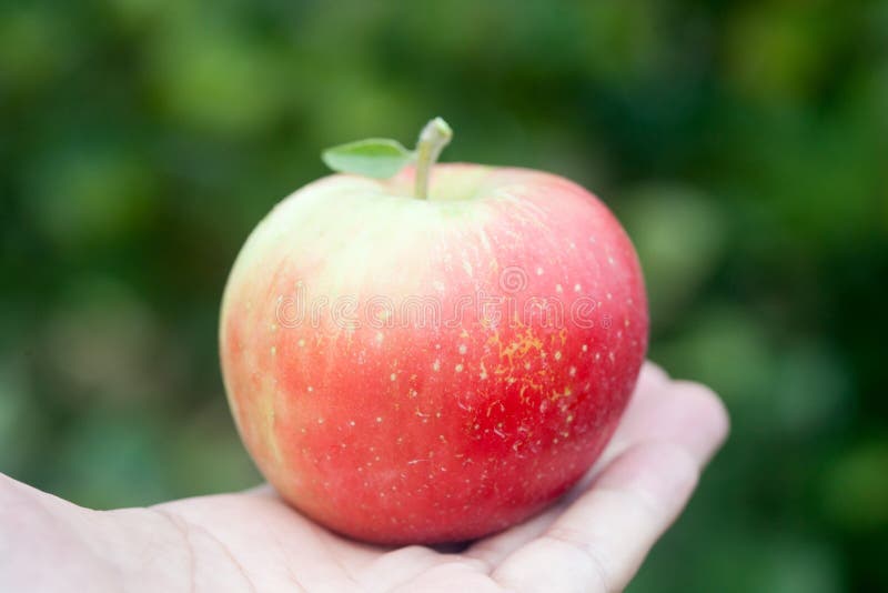 Apple on hand stock photo. Image of sale, apple, beautiful - 60180062