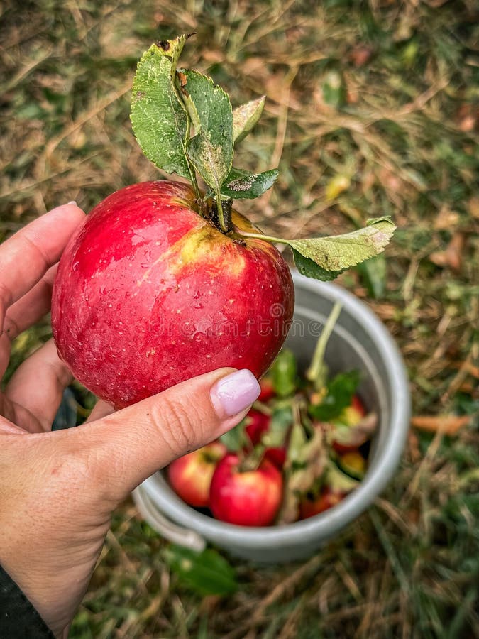 Apple in Hand in a Bucket and Harvest in Autumn Stock Image - Image of ...