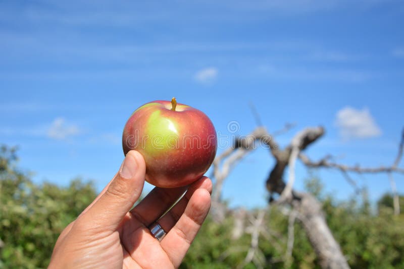 Apple in hand stock image. Image of tree, hand, held - 97179989