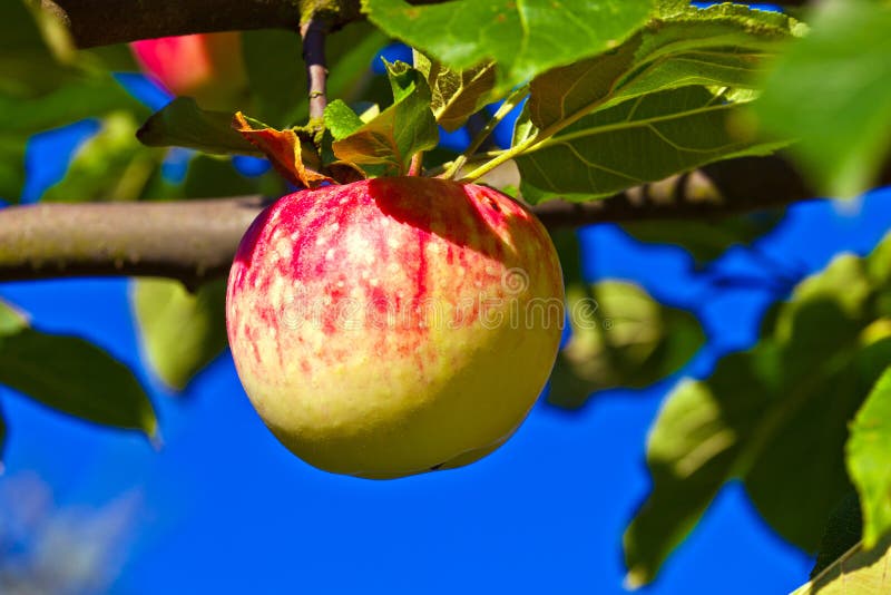Apple Hanging on the Apple Tree Stock Photo - Image of detail, close ...
