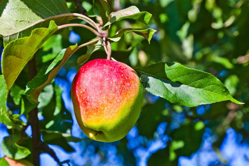 Apple Hanging on an Apple Tree Stock Photo - Image of autumn, fall ...