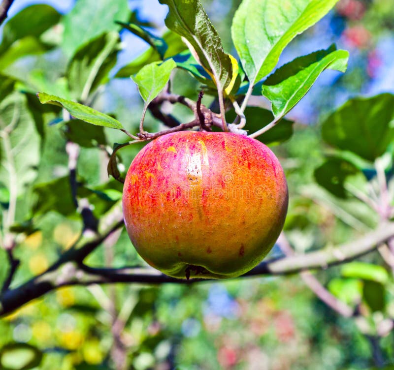 Apple Hanging on an Apple Tree Stock Image - Image of background ...