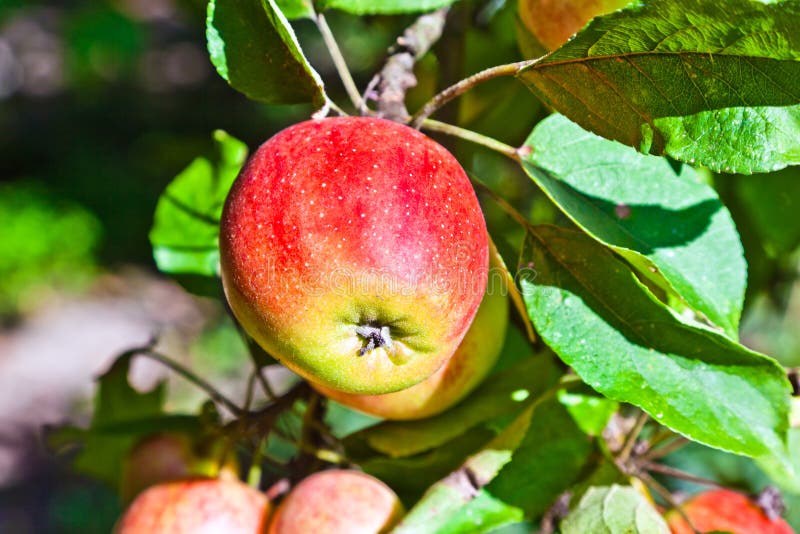 Apple Hanging on an Apple Tree Stock Image - Image of freshness, apple ...
