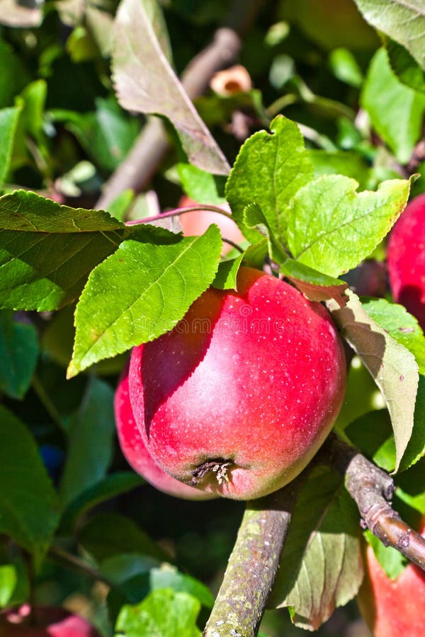 Apple Hanging on an Apple Tree Stock Image - Image of background ...