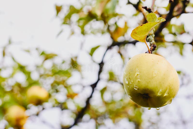 Apple hanging on tree stock photo. Image of green, drop - 125731684